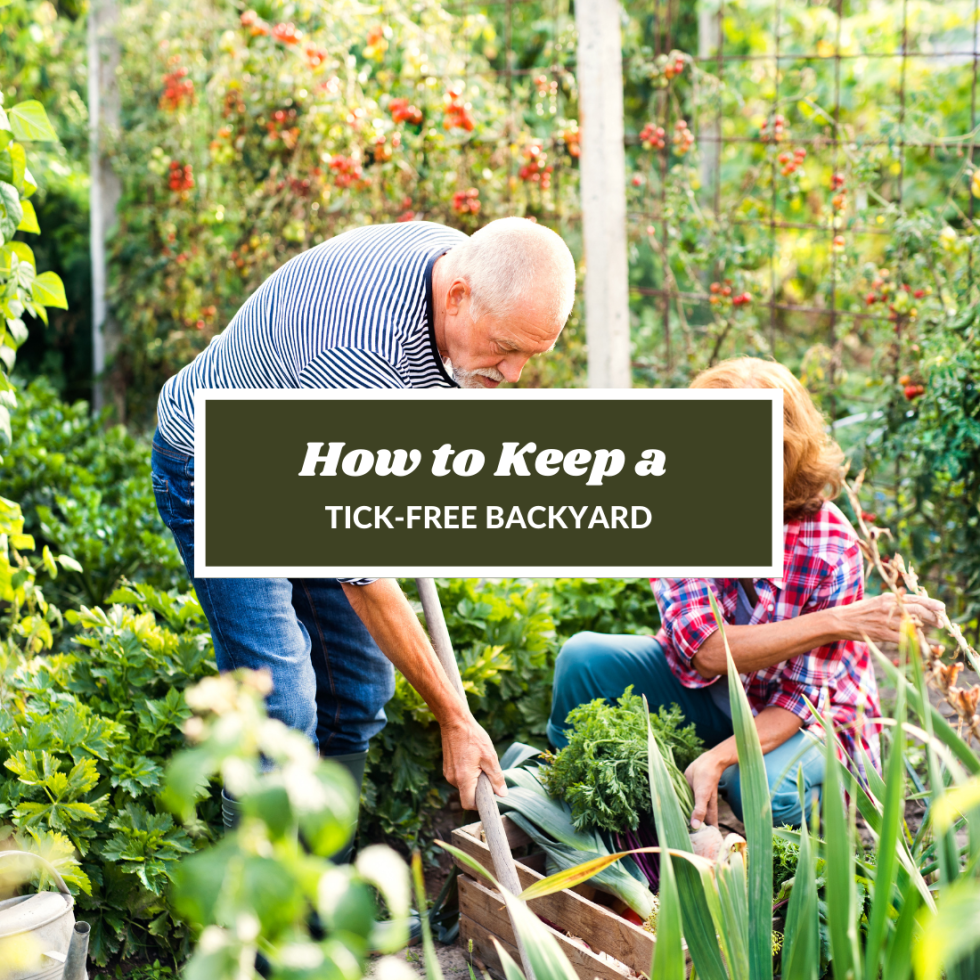 The Ultimate Guide to Pest Control for Ticks: How to Keep Your Backyard Tick-Free - Mosquito Mom